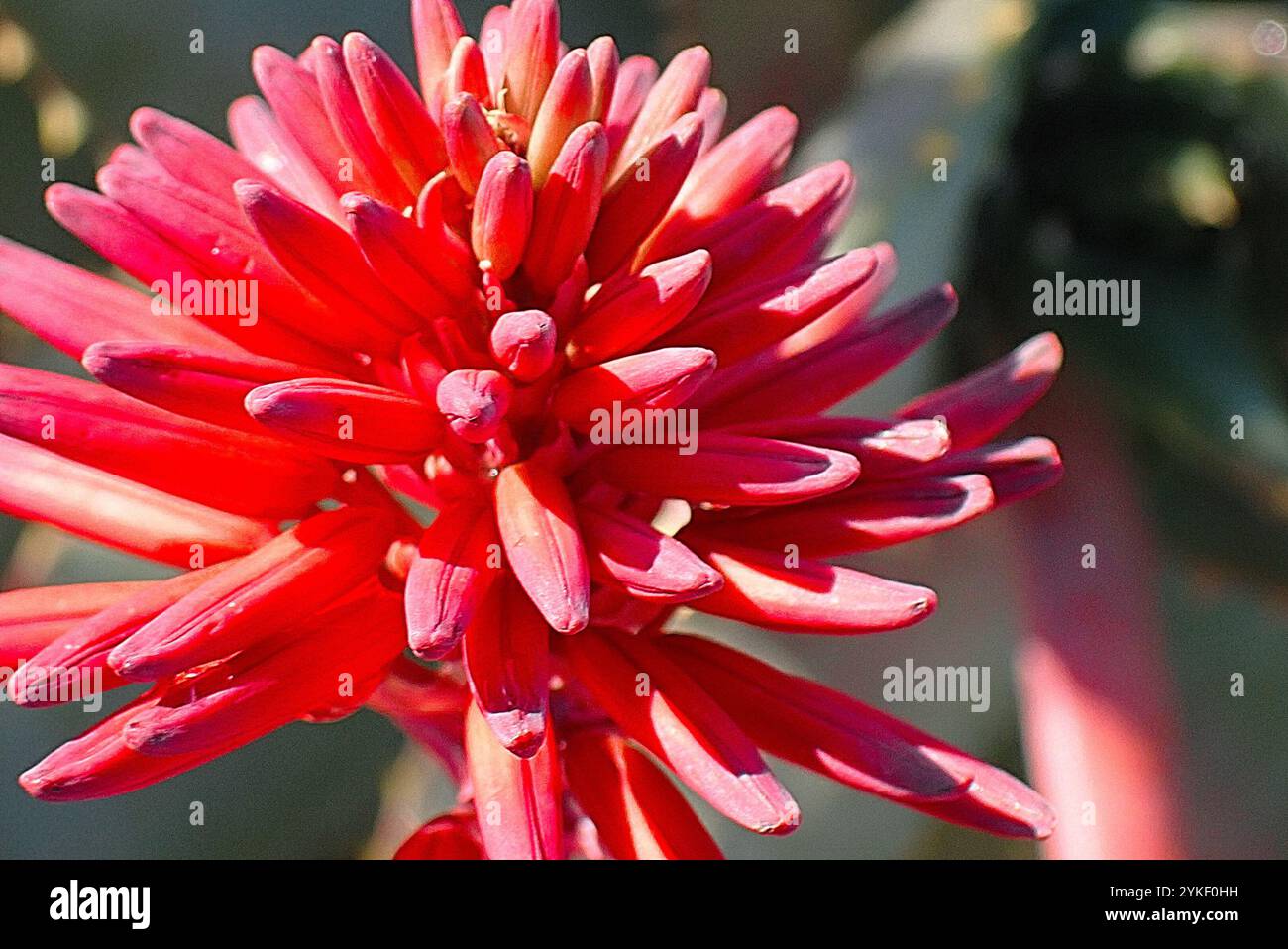 Mitre Aloe (Aloe perfoliata Stock Photo - Alamy