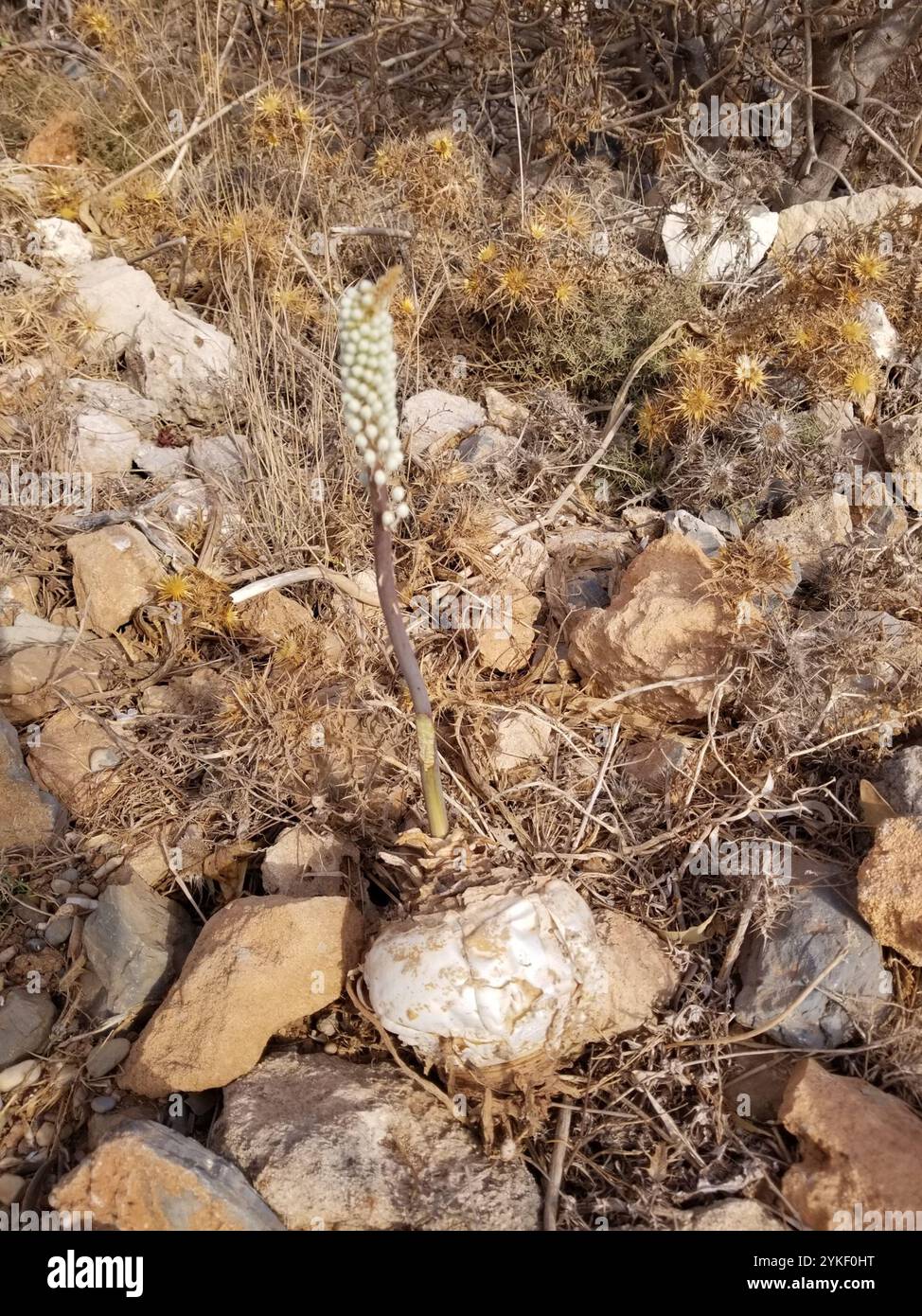 Numidian Squill (Drimia numidica Stock Photo - Alamy