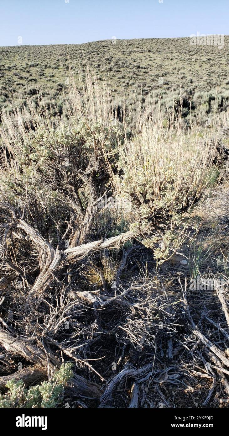 Big Sagebrush (Artemisia tridentata Stock Photo - Alamy