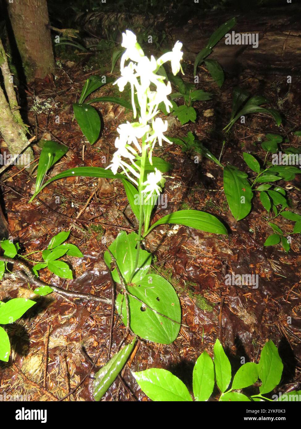 Round-leaved Bog Orchid (Platanthera orbiculata Stock Photo - Alamy