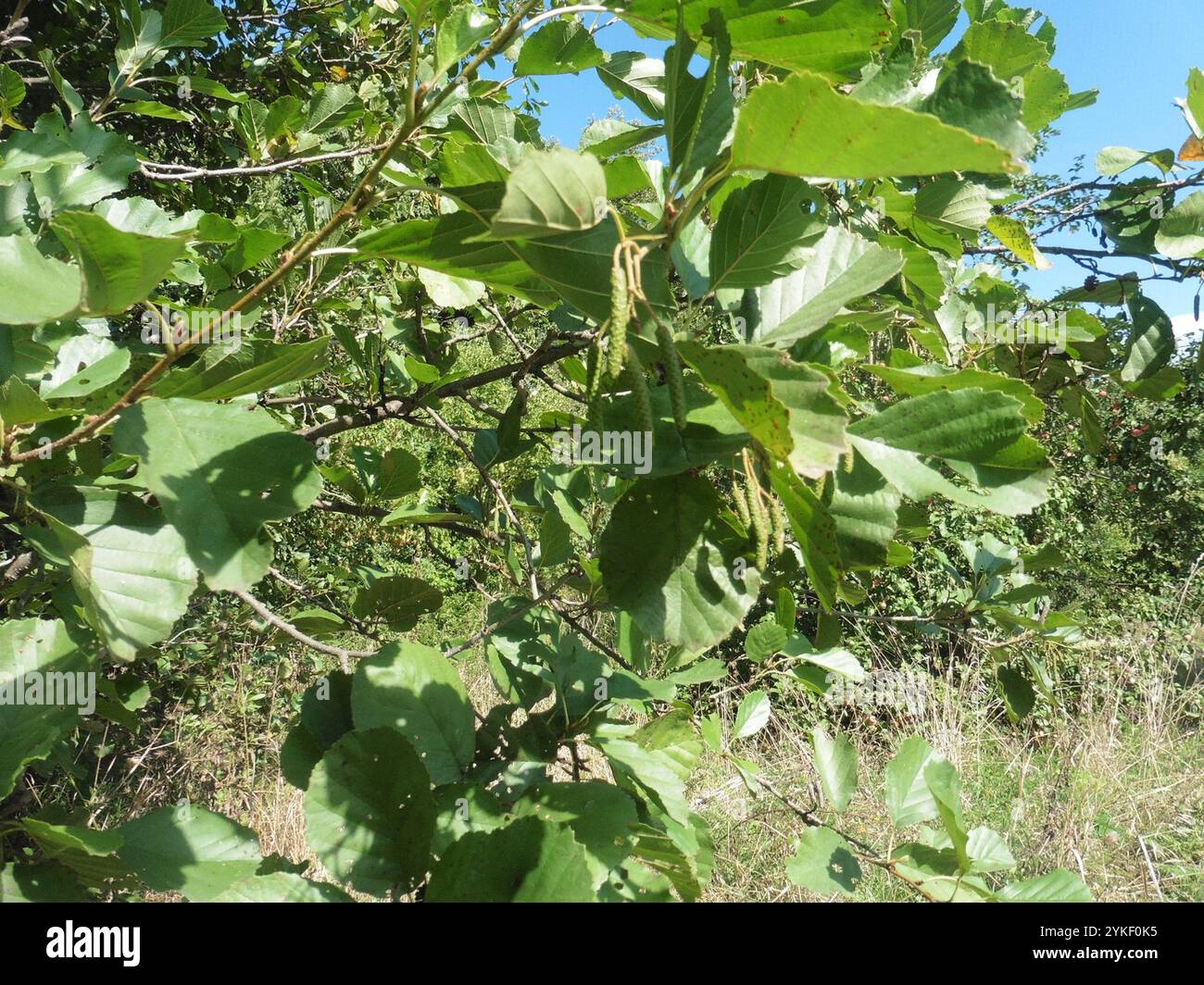 common alder (Alnus glutinosa Stock Photo - Alamy