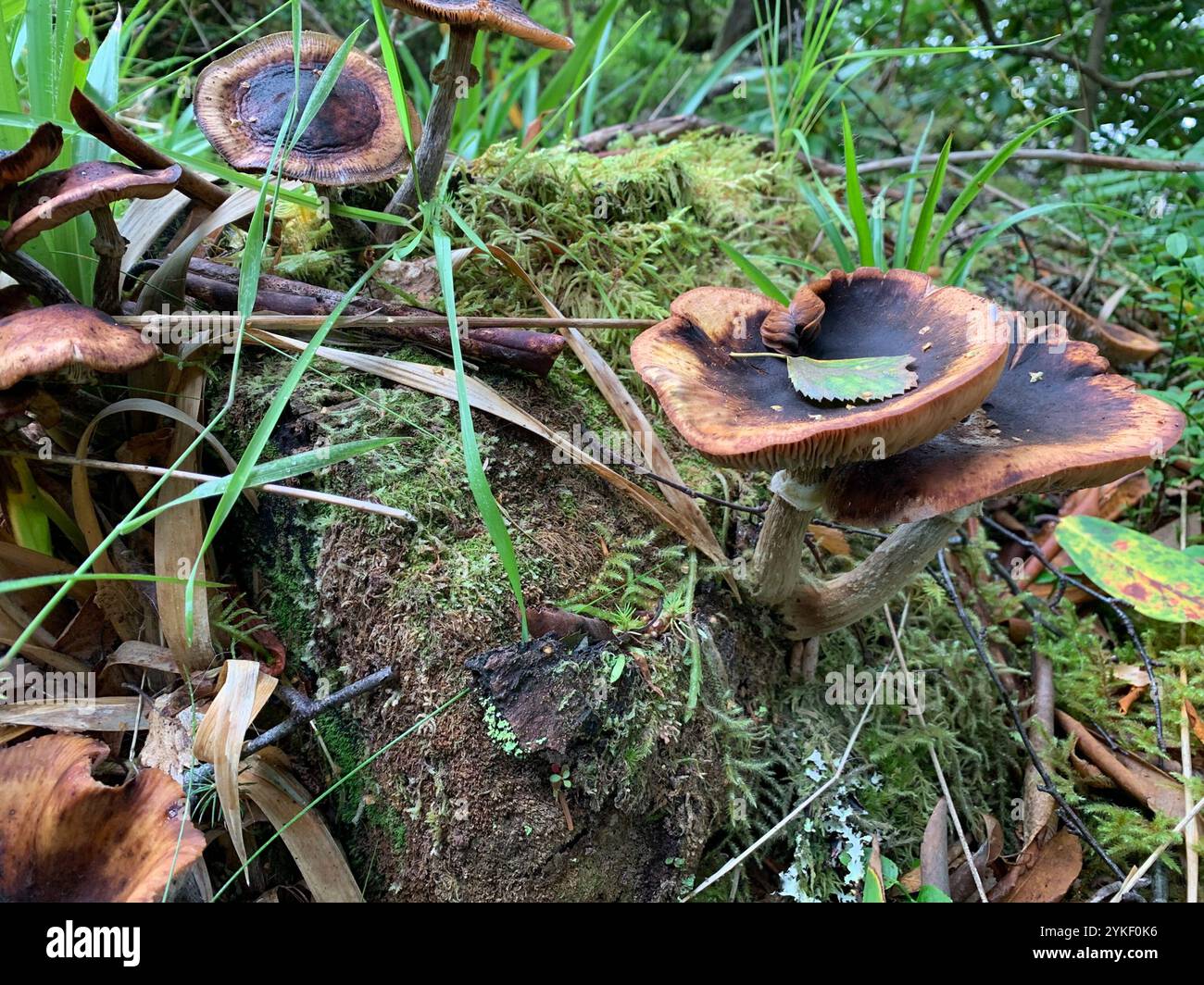 honey mushrooms (Armillaria Stock Photo - Alamy