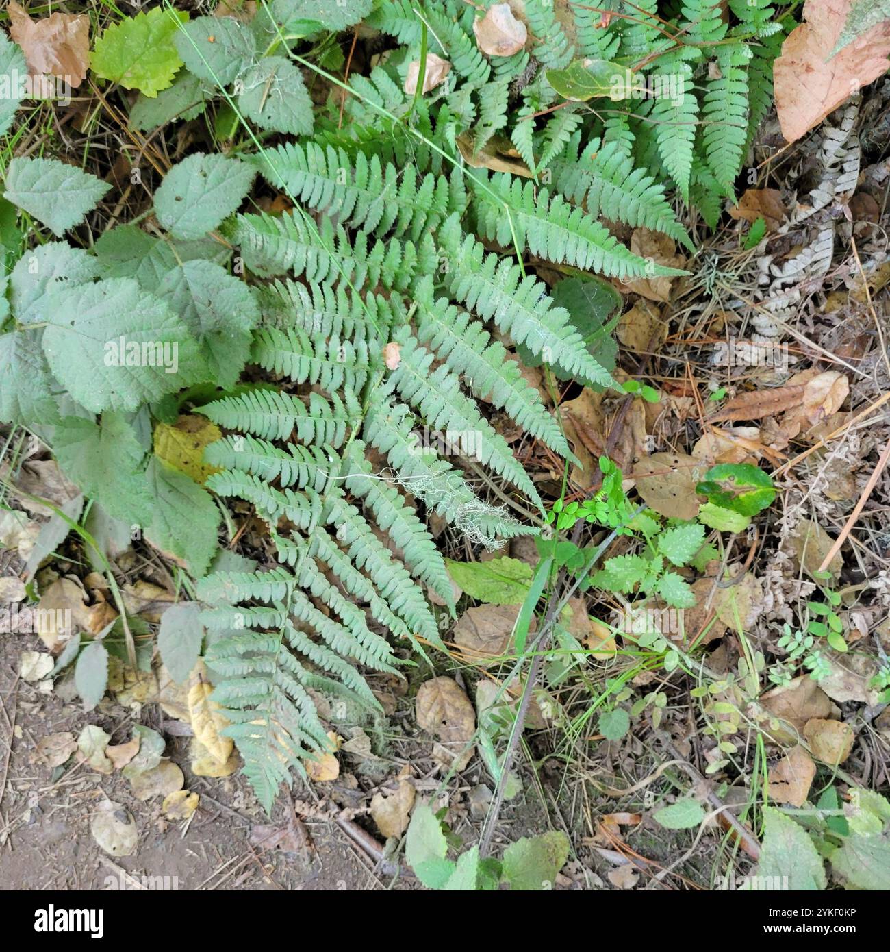 coastal woodfern (Dryopteris arguta Stock Photo - Alamy