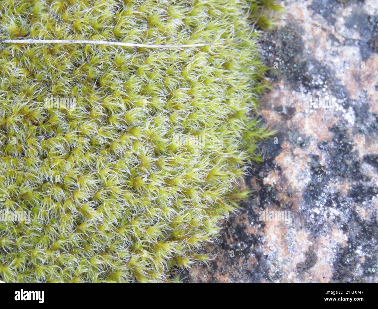 Woolly Fringe-moss (Racomitrium lanuginosum Stock Photo - Alamy
