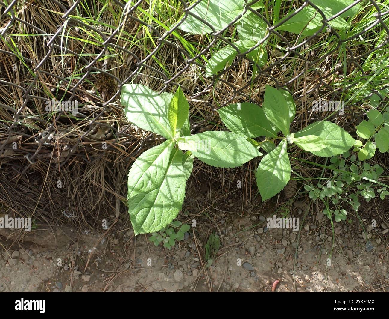 wood asters (Eurybia Stock Photo - Alamy