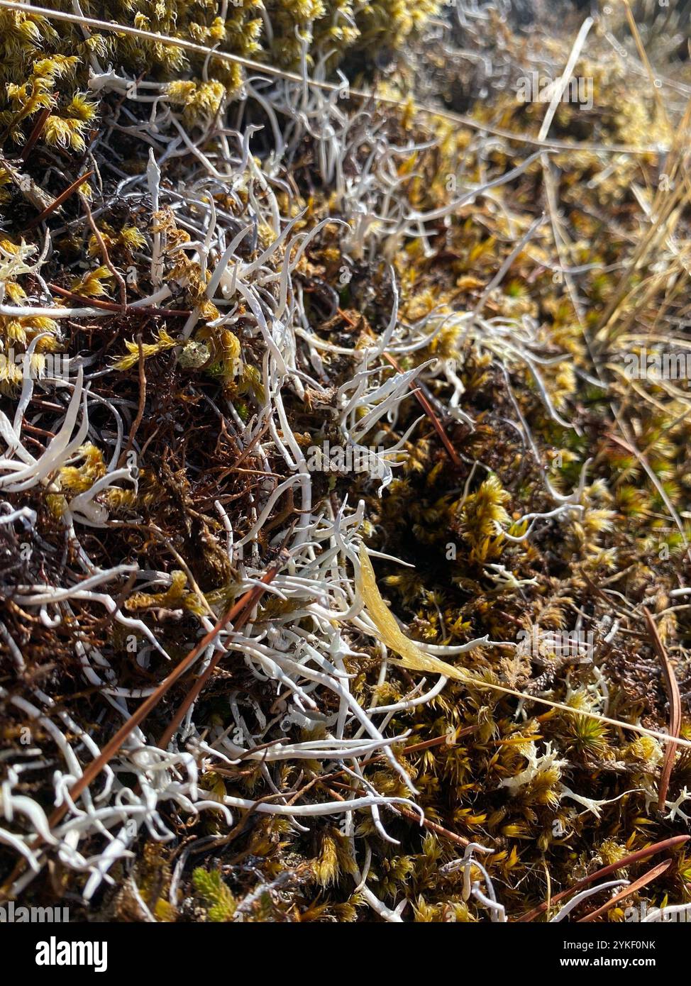 Whiteworm Lichen (Thamnolia vermicularis Stock Photo - Alamy