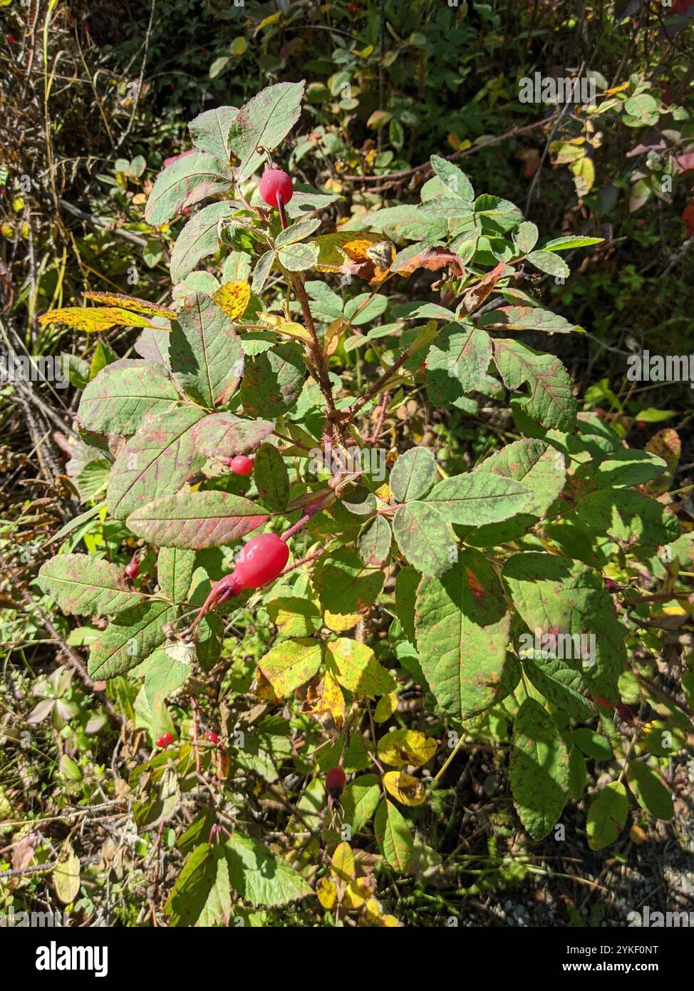 Prickly Wild Rose (Rosa acicularis Stock Photo - Alamy