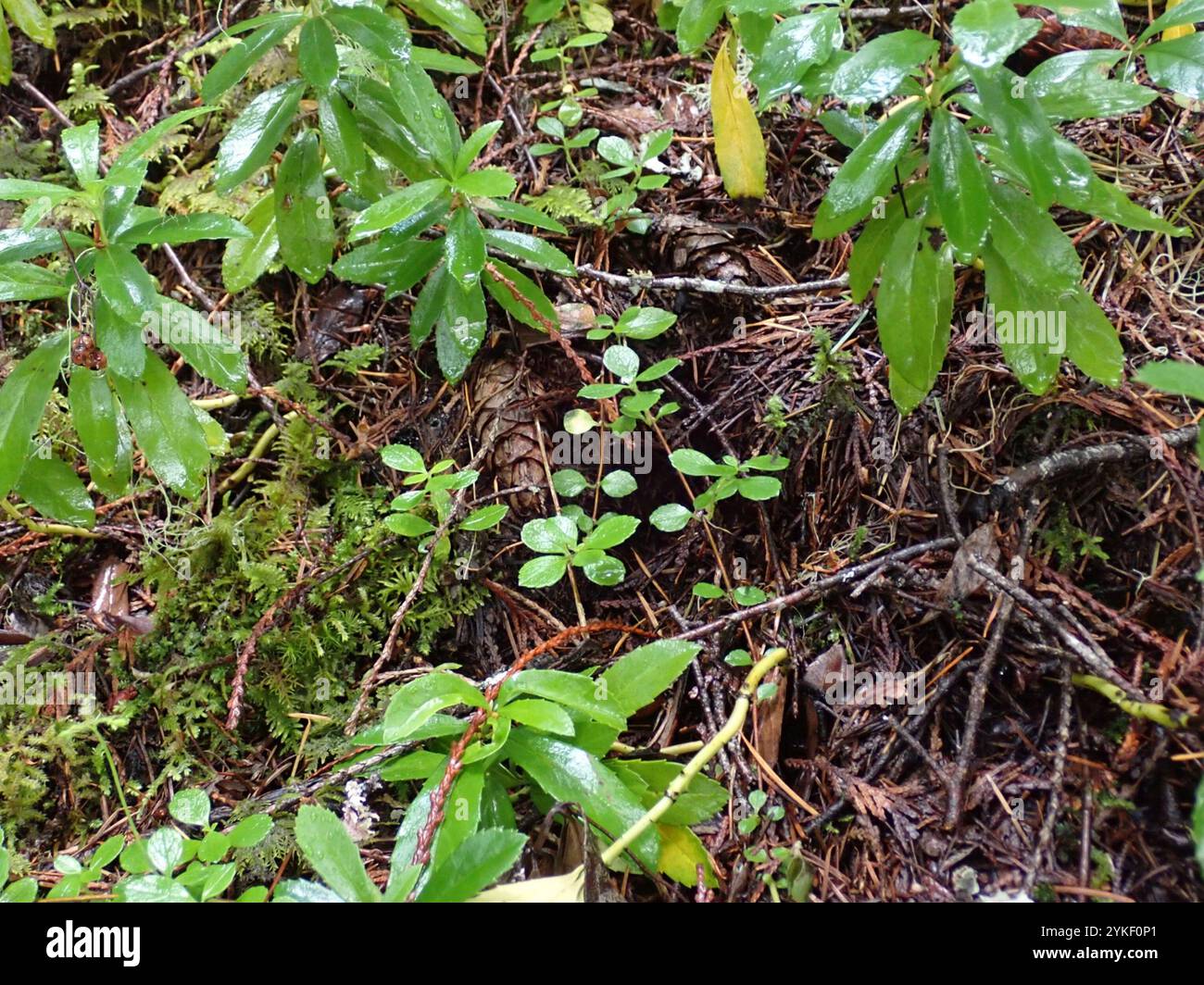 Twinflower (Linnaea borealis Stock Photo - Alamy