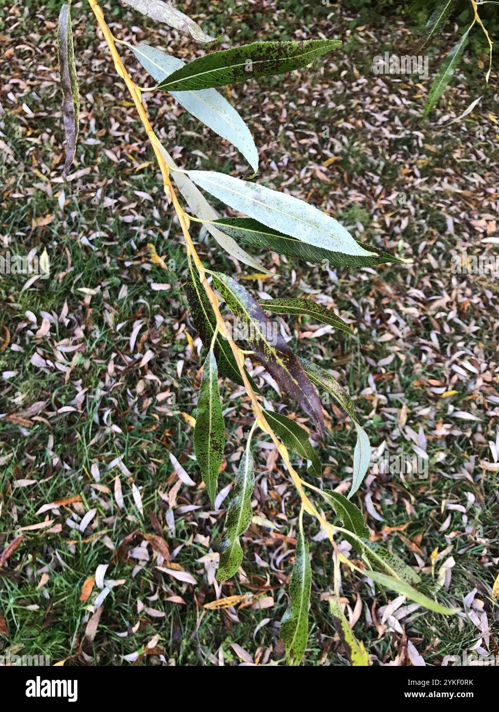 hybrid crack willow (Salix × fragilis Stock Photo - Alamy