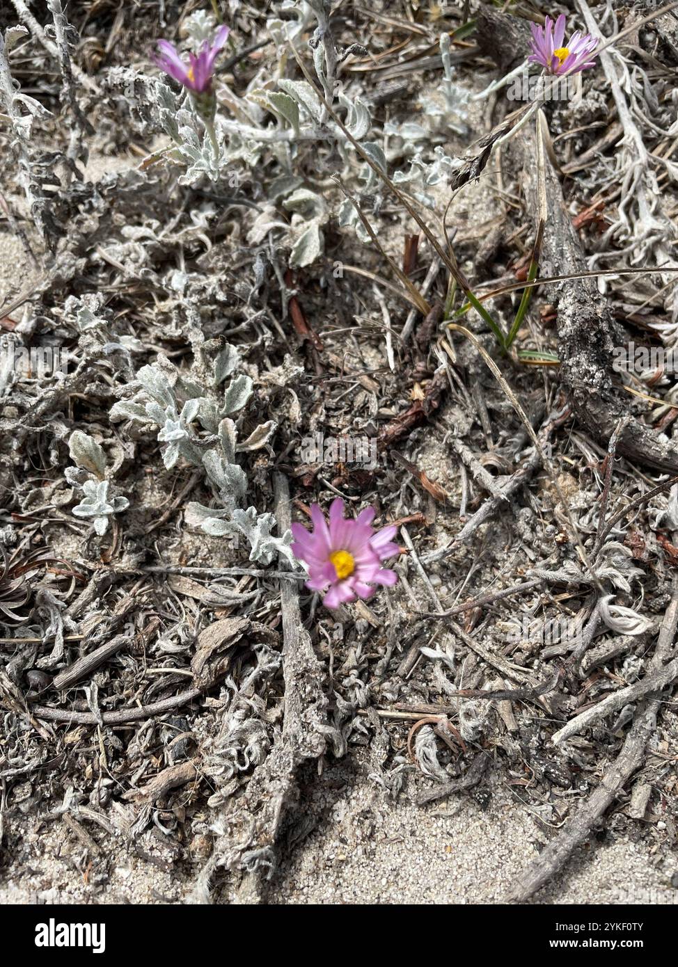 California Aster (Corethrogyne filaginifolia Stock Photo - Alamy