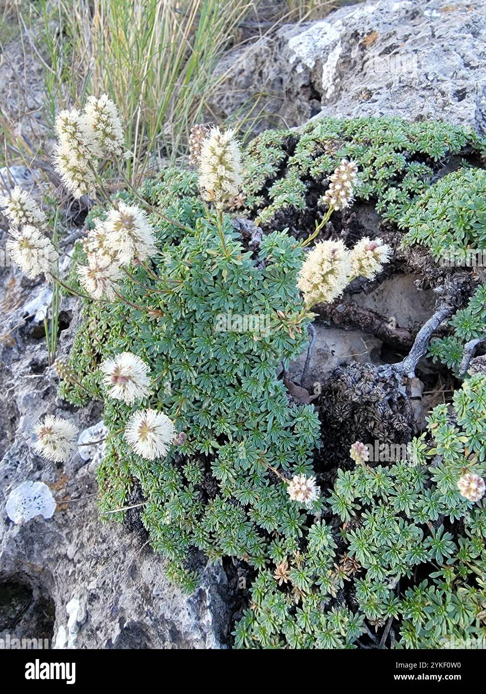 mat rock spiraea (Petrophytum caespitosum Stock Photo - Alamy
