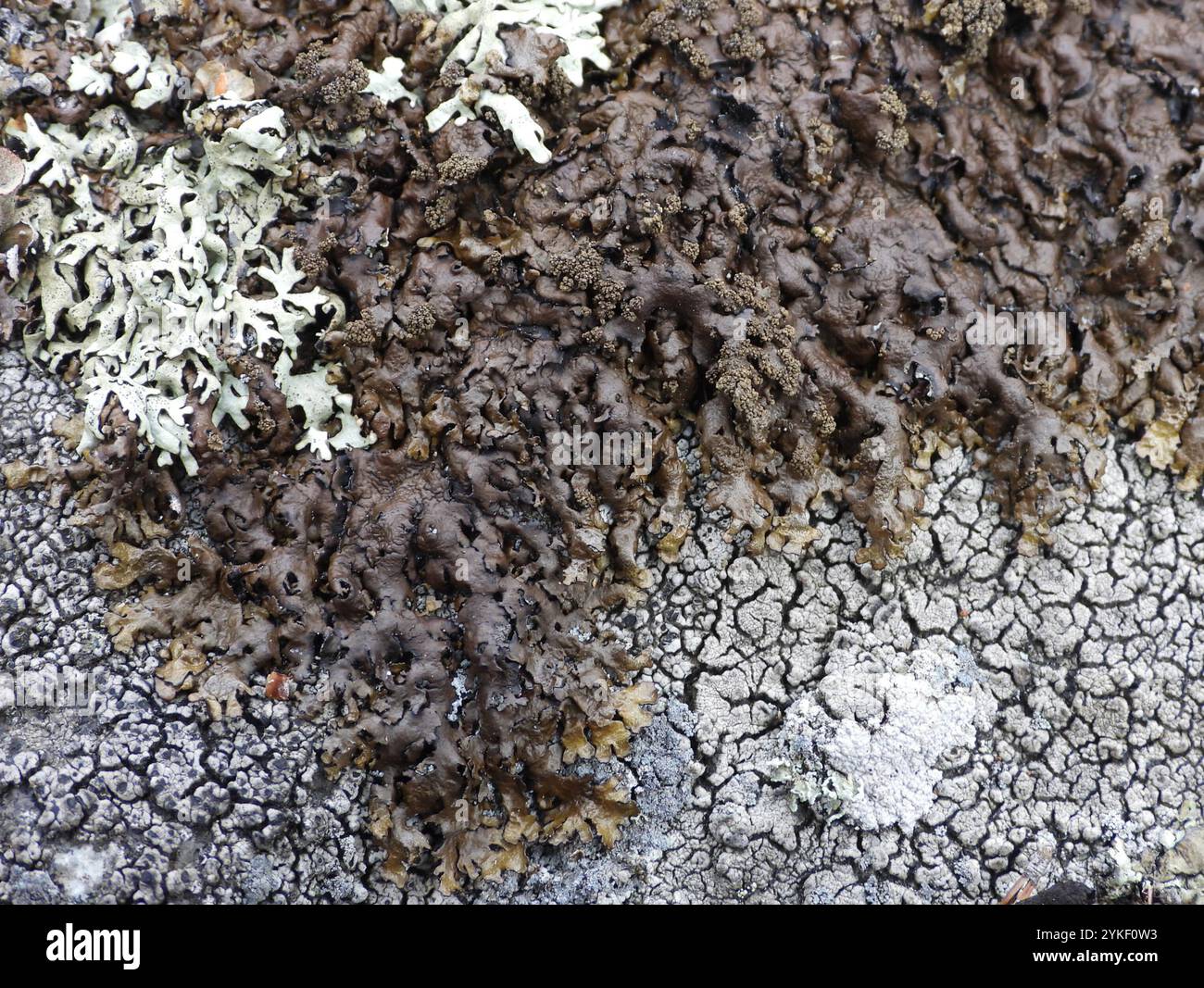 Blistered Camouflage Lichen (Xanthoparmelia loxodes Stock Photo - Alamy