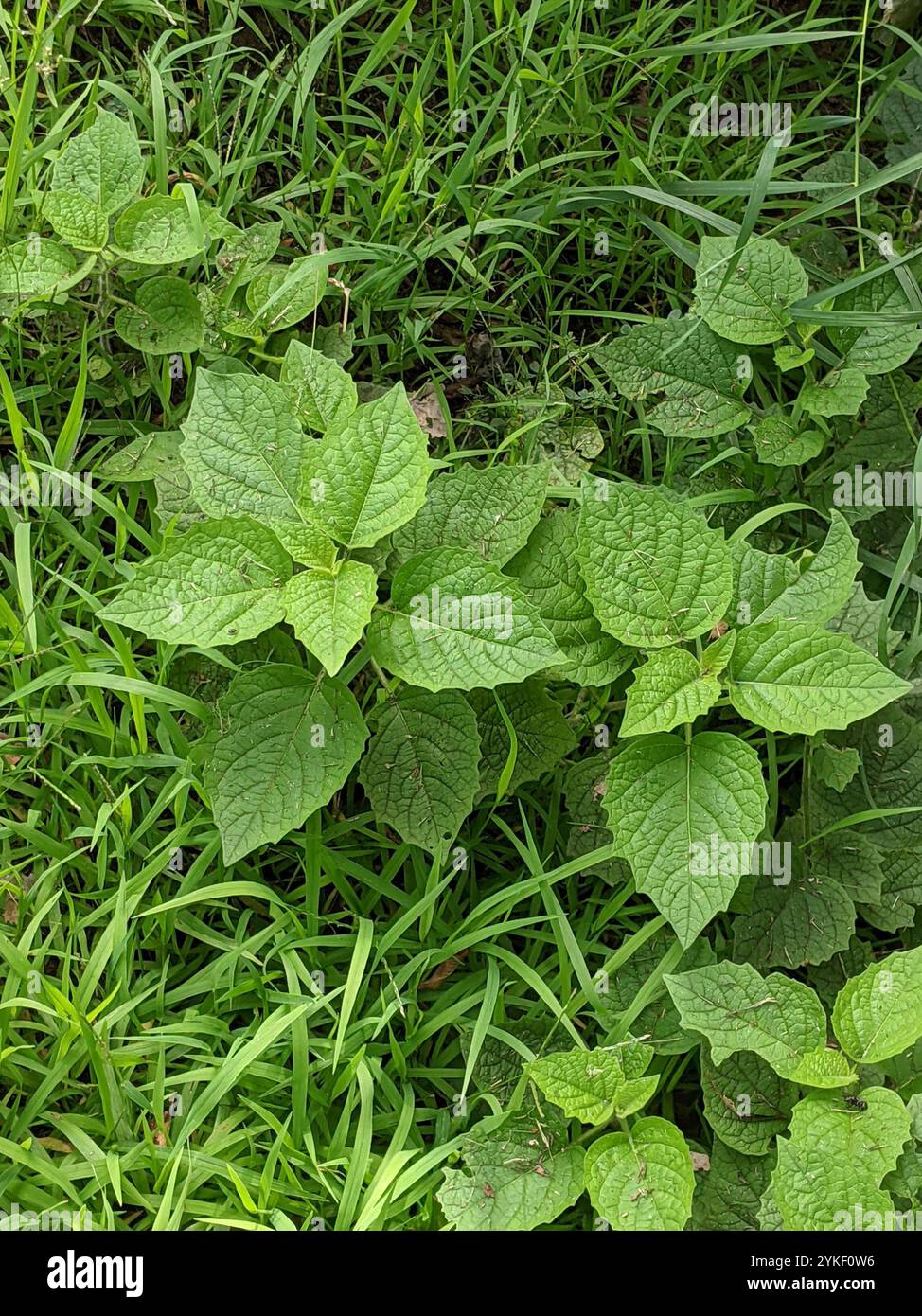 Physalis heterophylla hi-res stock photography and images - Alamy