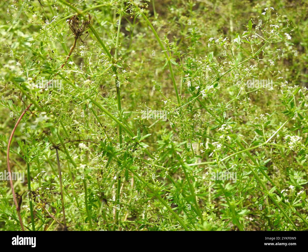 white bedstraw (Galium album Stock Photo - Alamy