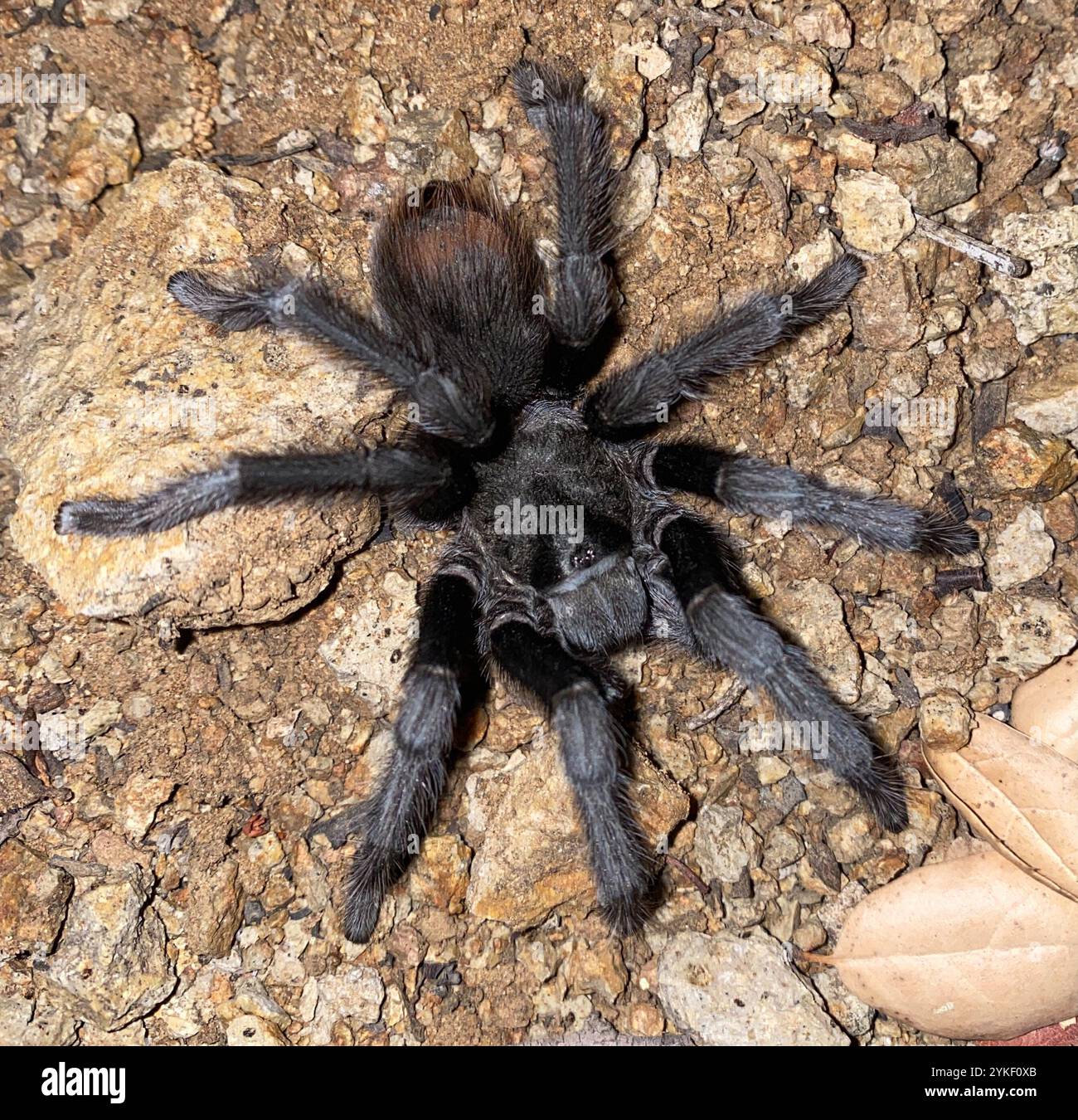 Desert Tarantula (Aphonopelma iodius Stock Photo - Alamy