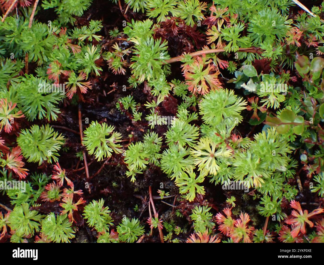 Partridgefoot (Luetkea pectinata Stock Photo - Alamy