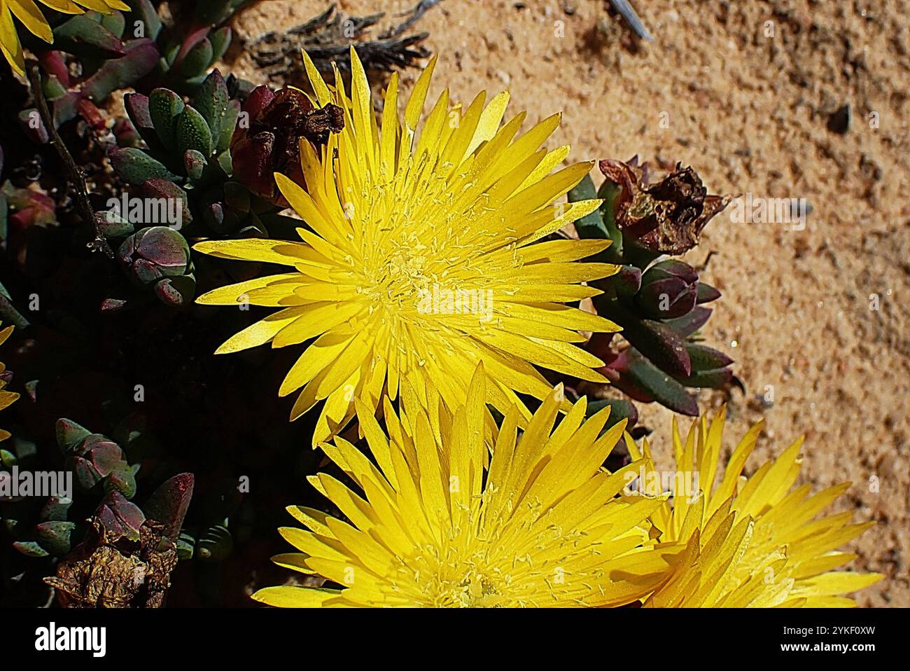 Lampranthus glaucus hi-res stock photography and images - Alamy