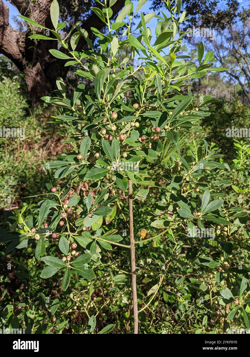 gallberry (Ilex glabra Stock Photo - Alamy