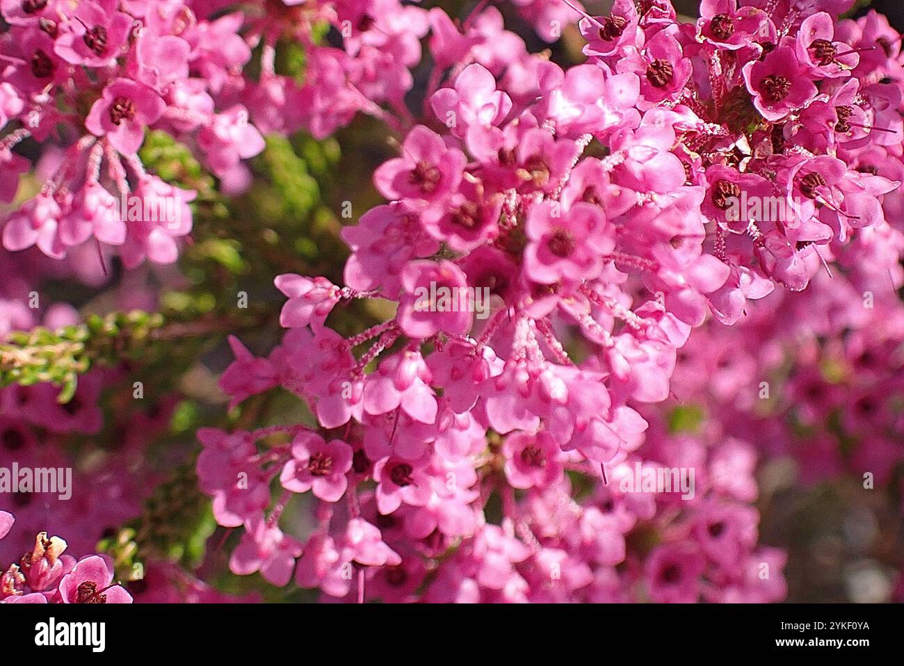 Graffiti Heath (Erica seriphiifolia Stock Photo - Alamy