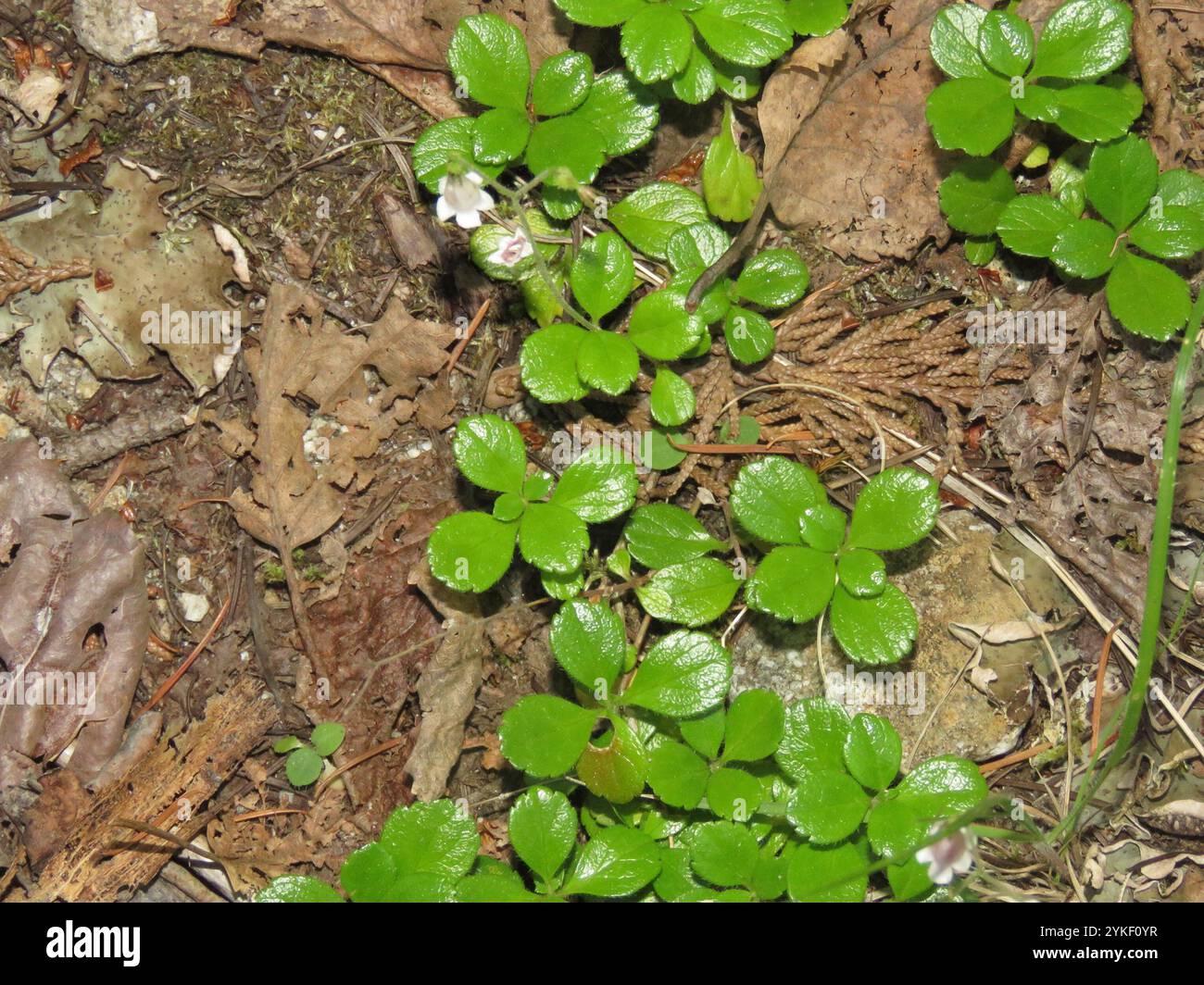 Twinflower (Linnaea borealis Stock Photo - Alamy