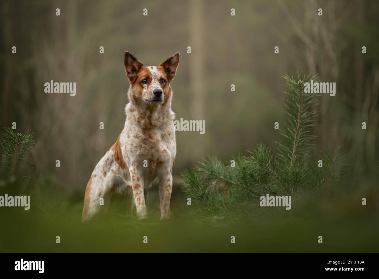 Dog photographer in the netherlands hi-res stock photography and images ...