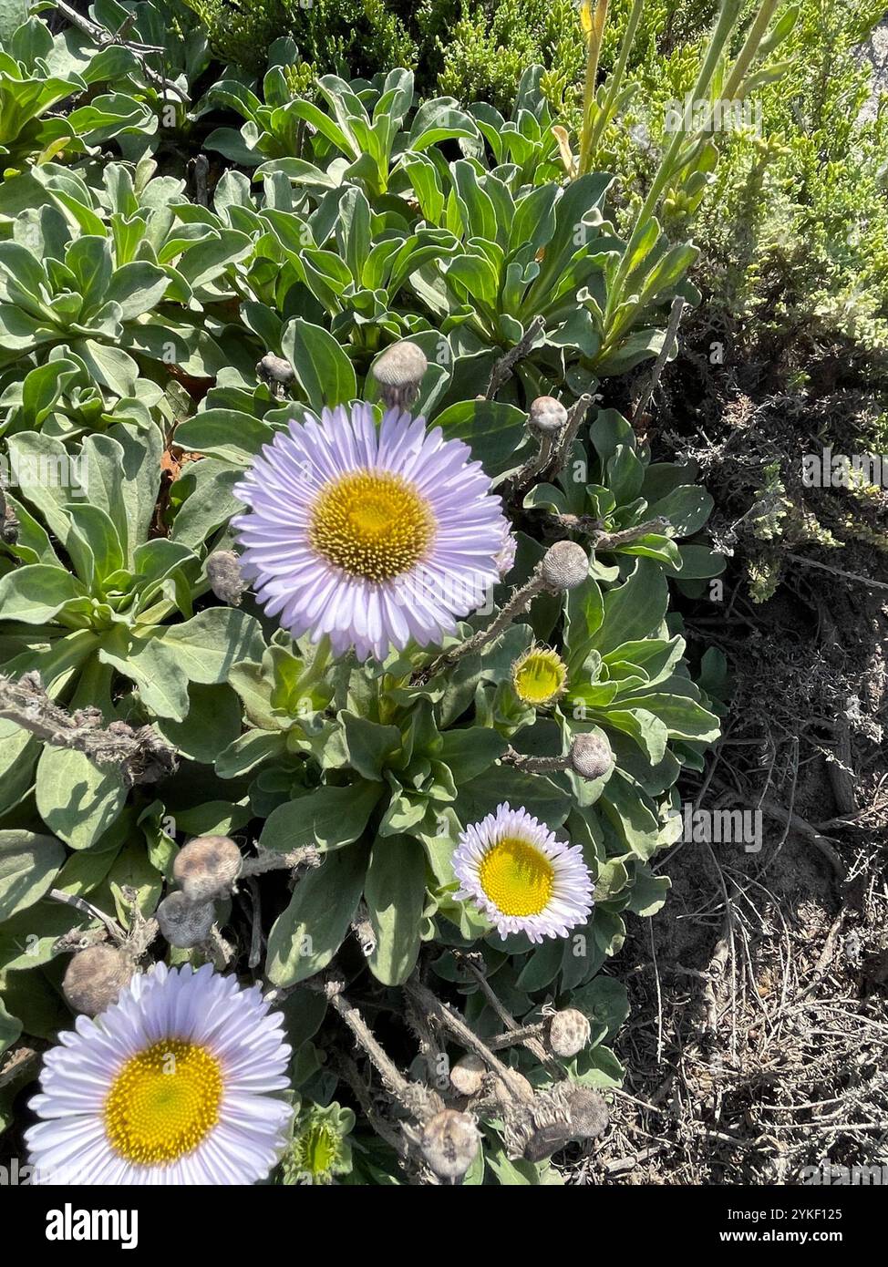 seaside daisy (Erigeron glaucus Stock Photo - Alamy