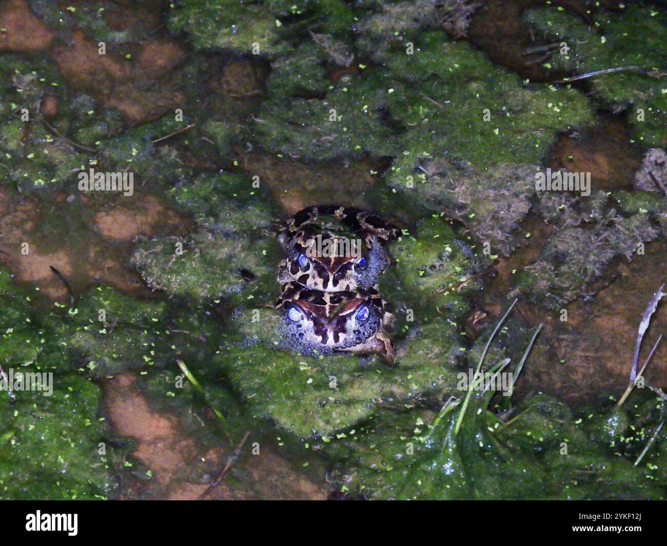 Western Leopard Toad (Sclerophrys pantherina Stock Photo - Alamy