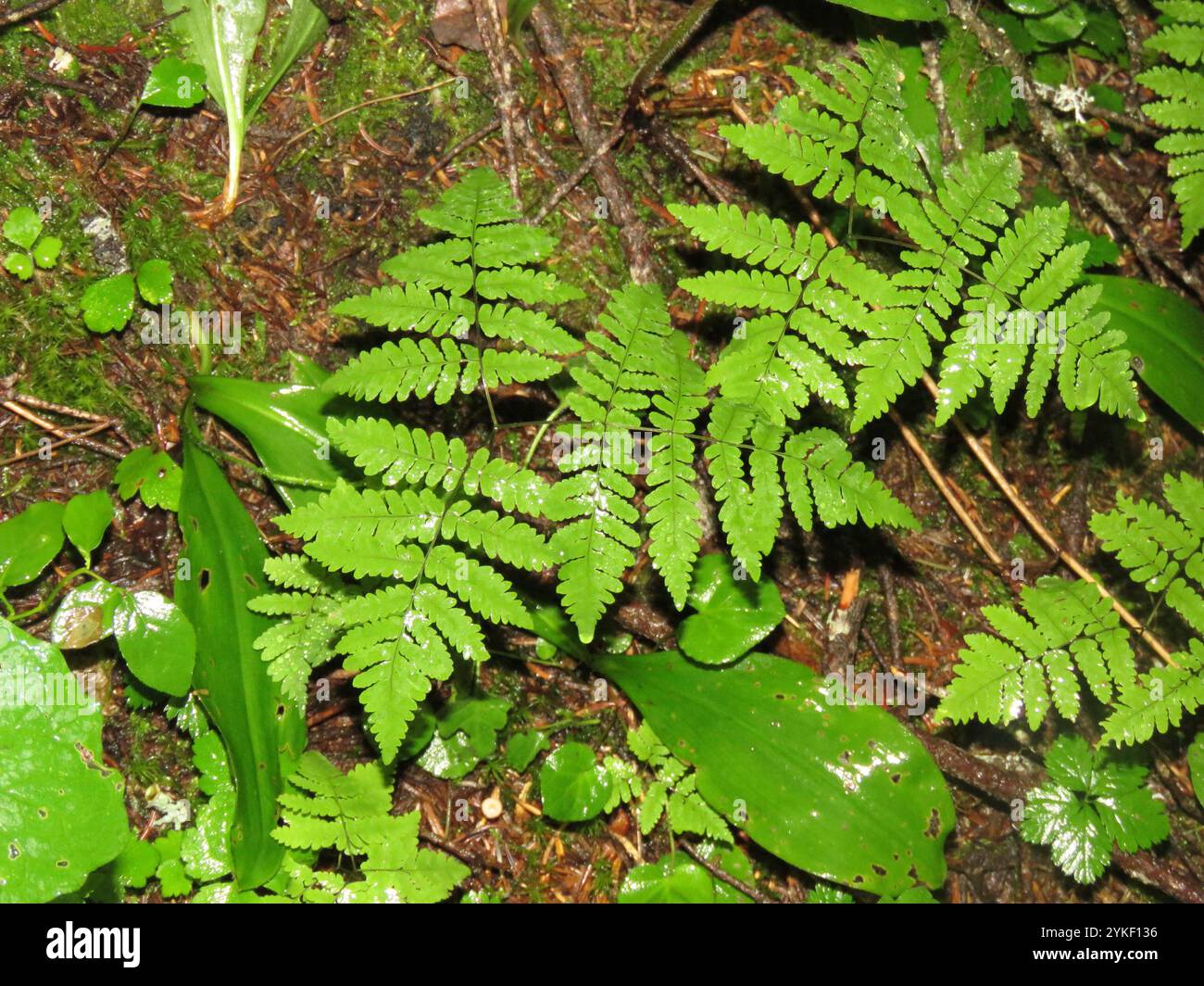 northern oak fern (Gymnocarpium dryopteris Stock Photo - Alamy
