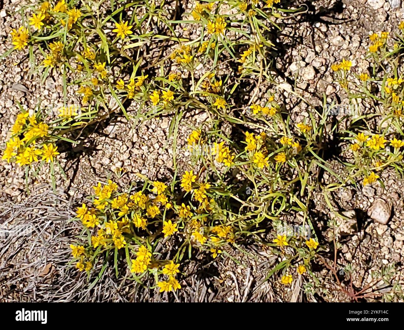 Chinchweed (Pectis papposa Stock Photo - Alamy