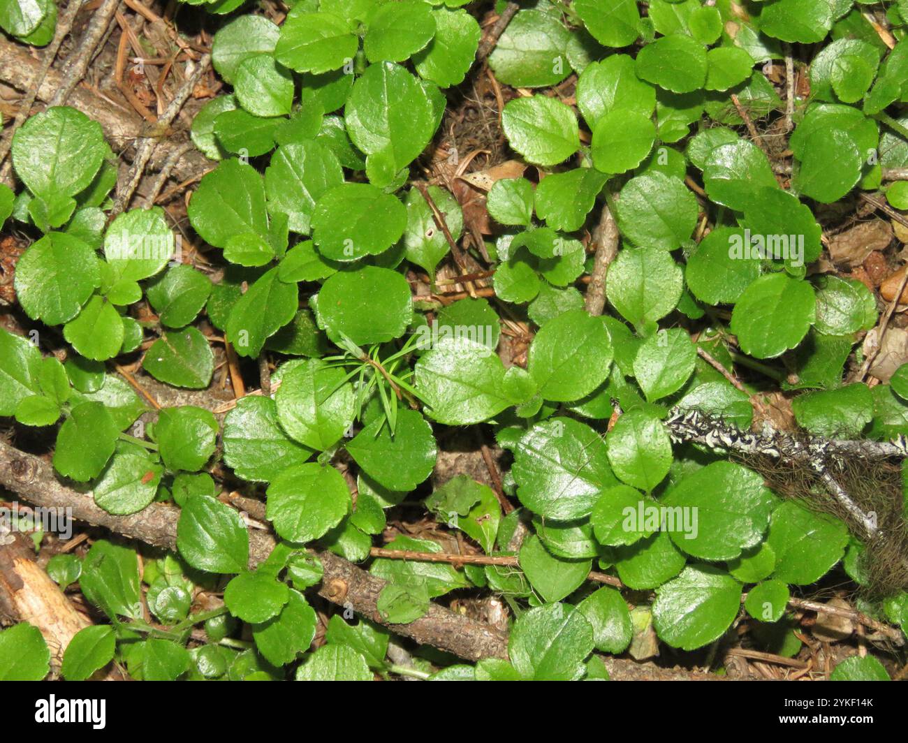 Twinflower (Linnaea borealis Stock Photo - Alamy