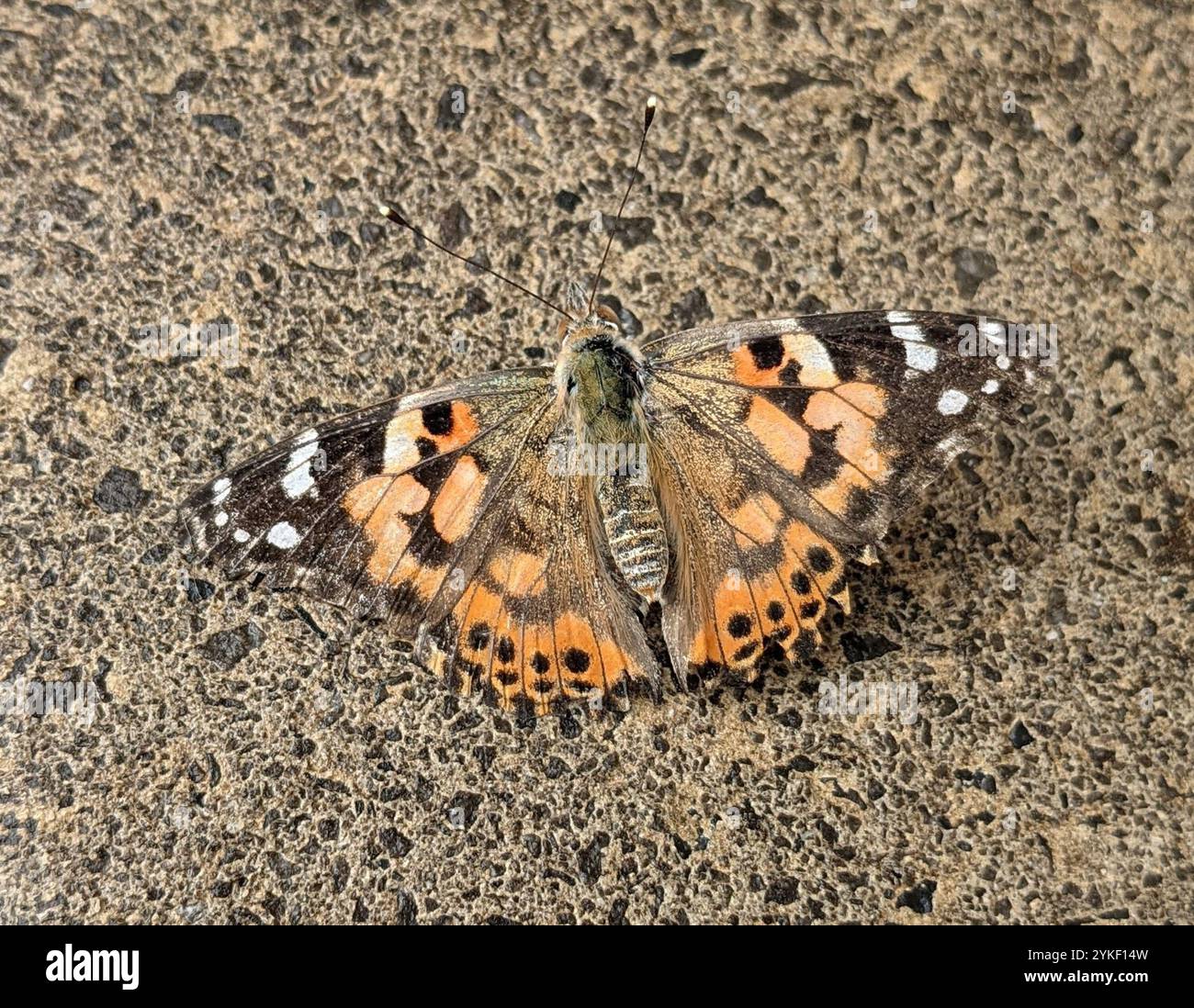 Painted Lady (Vanessa cardui Stock Photo - Alamy