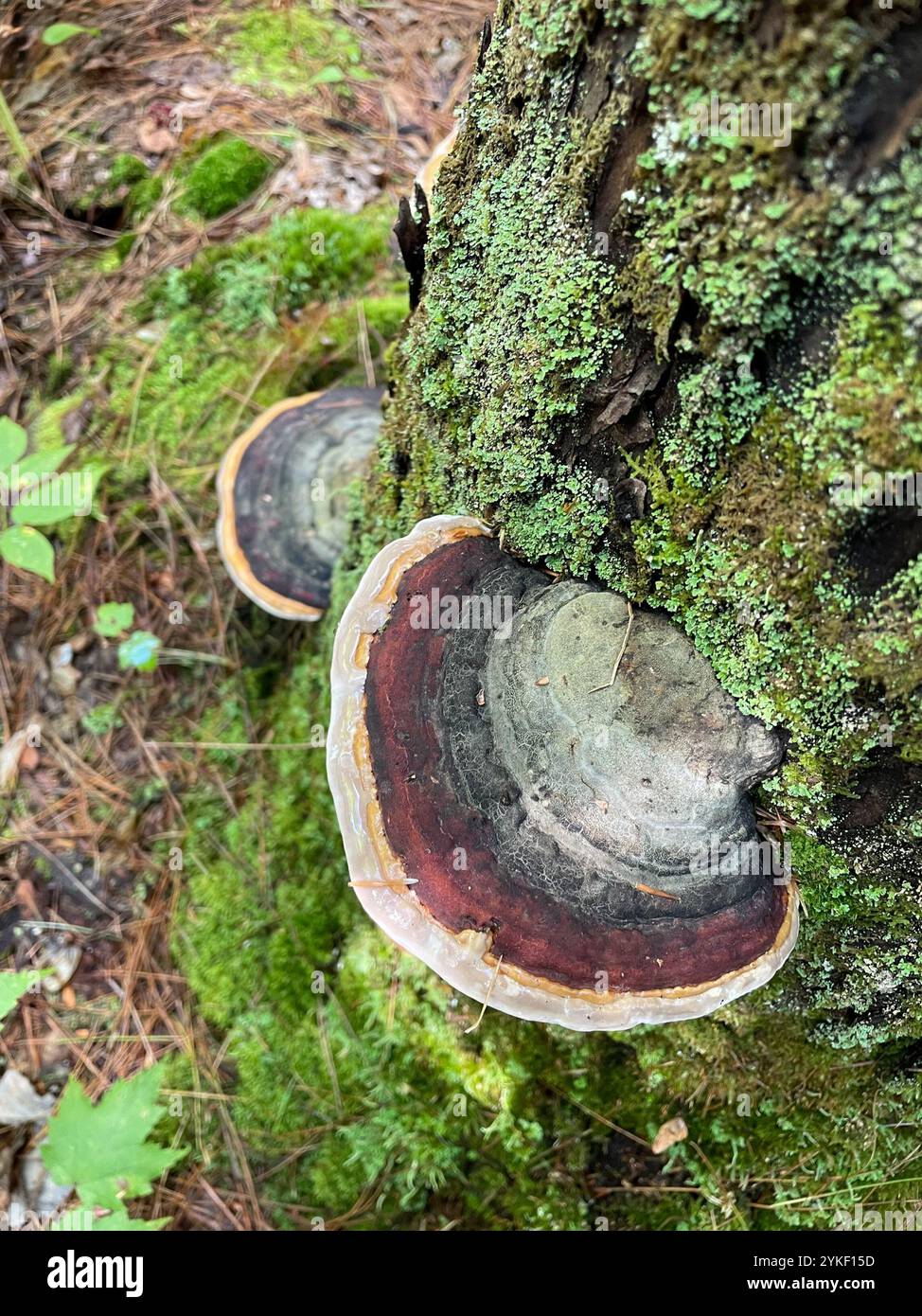 Northern Red Belt (Fomitopsis mounceae Stock Photo - Alamy