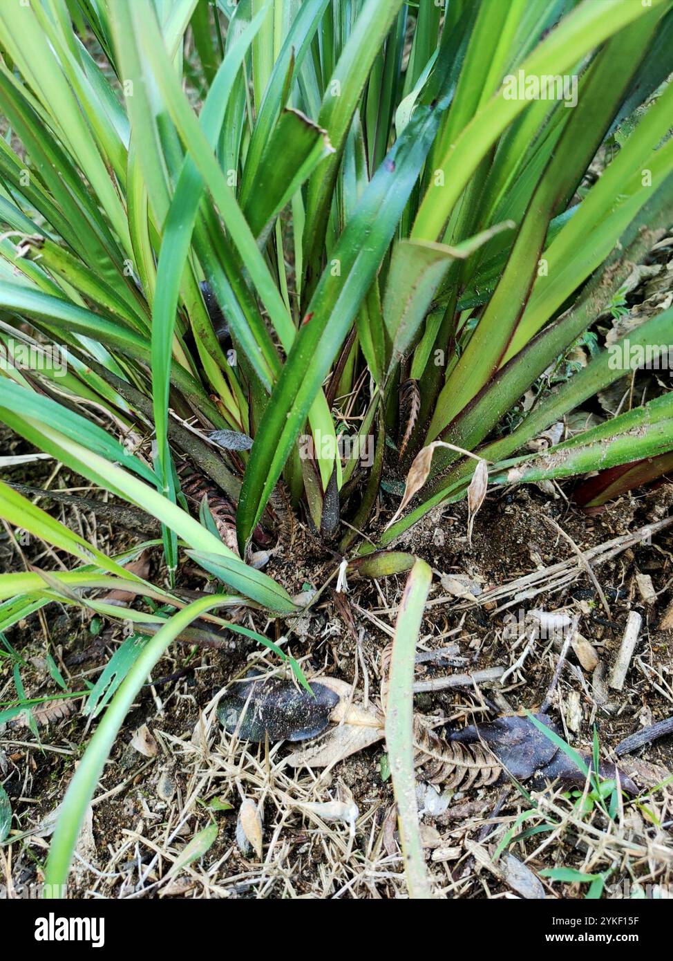 Ink Berry (Dianella nigra Stock Photo - Alamy