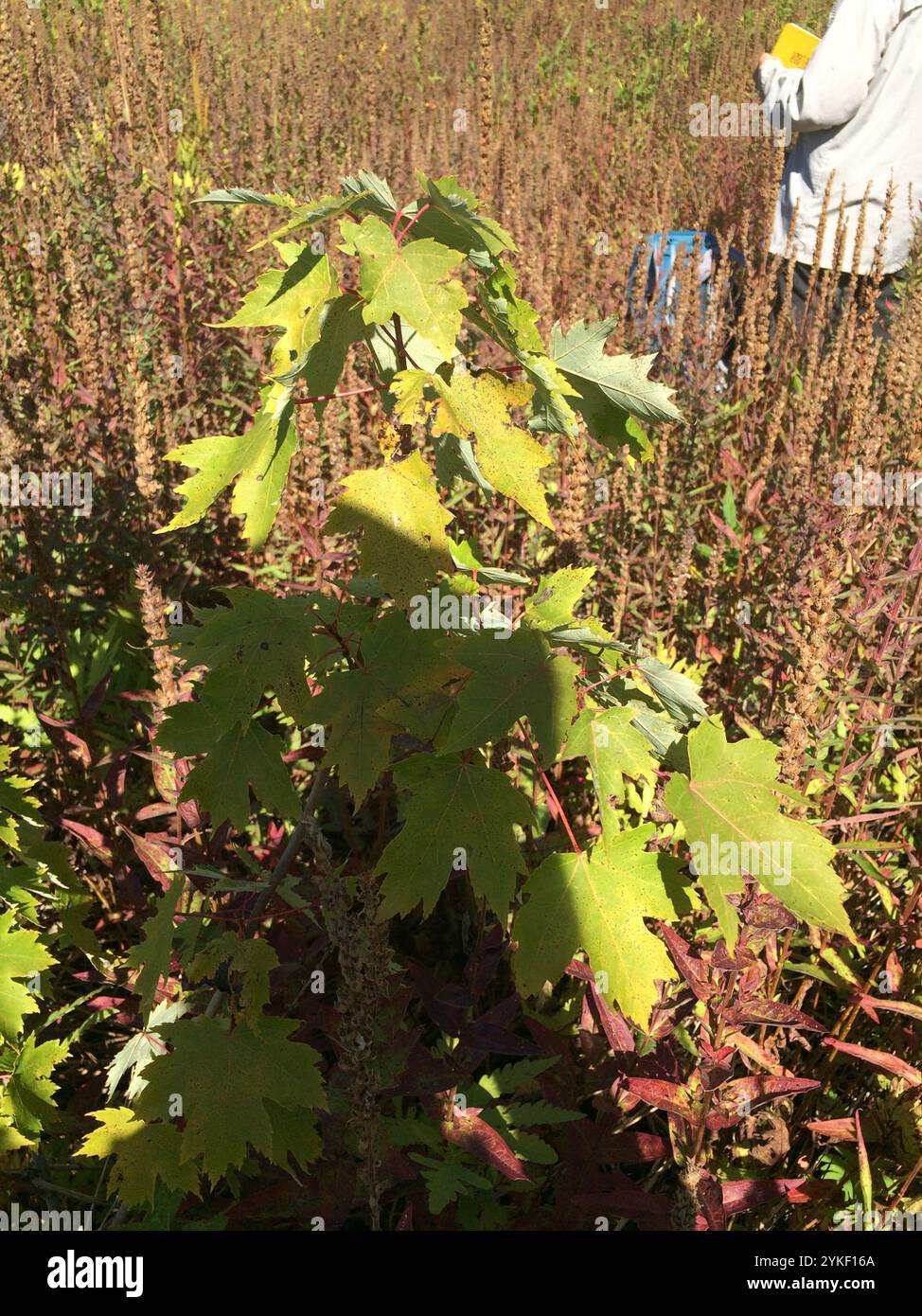 Acer freemanii hi-res stock photography and images - Alamy