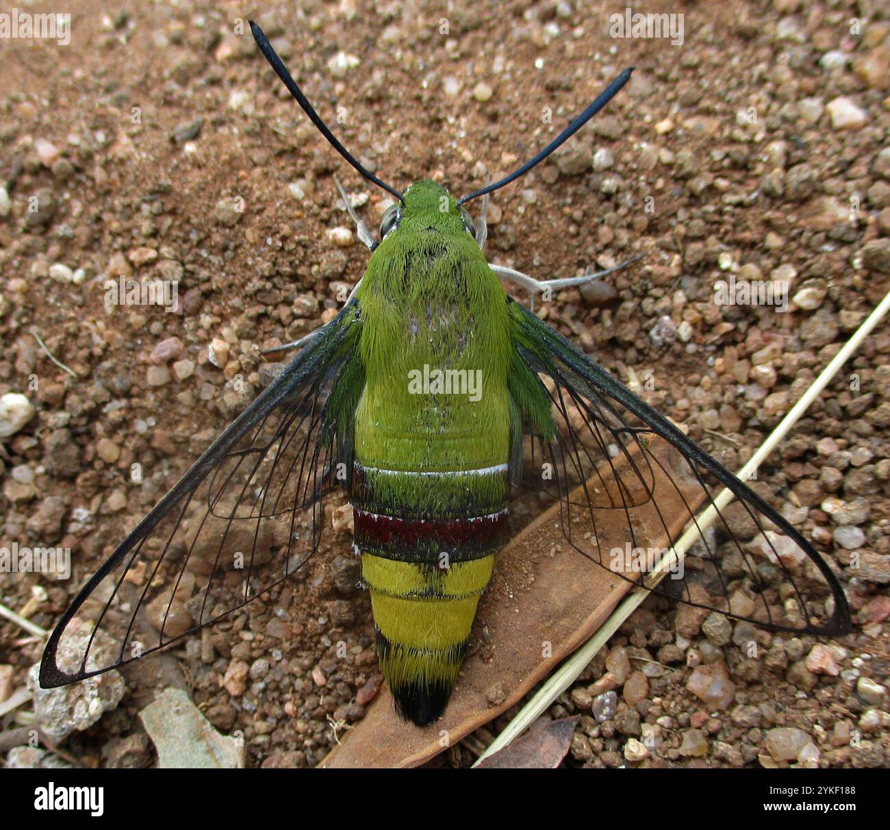 Oriental Beehawk (Cephonodes hylas virescens Stock Photo - Alamy