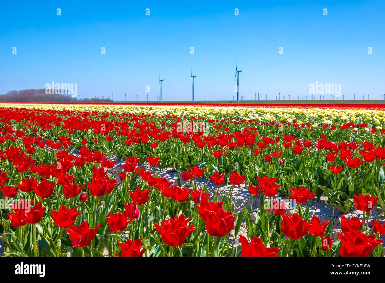 Blooming colorful Dutch red tulips flower field under a blue sky ...