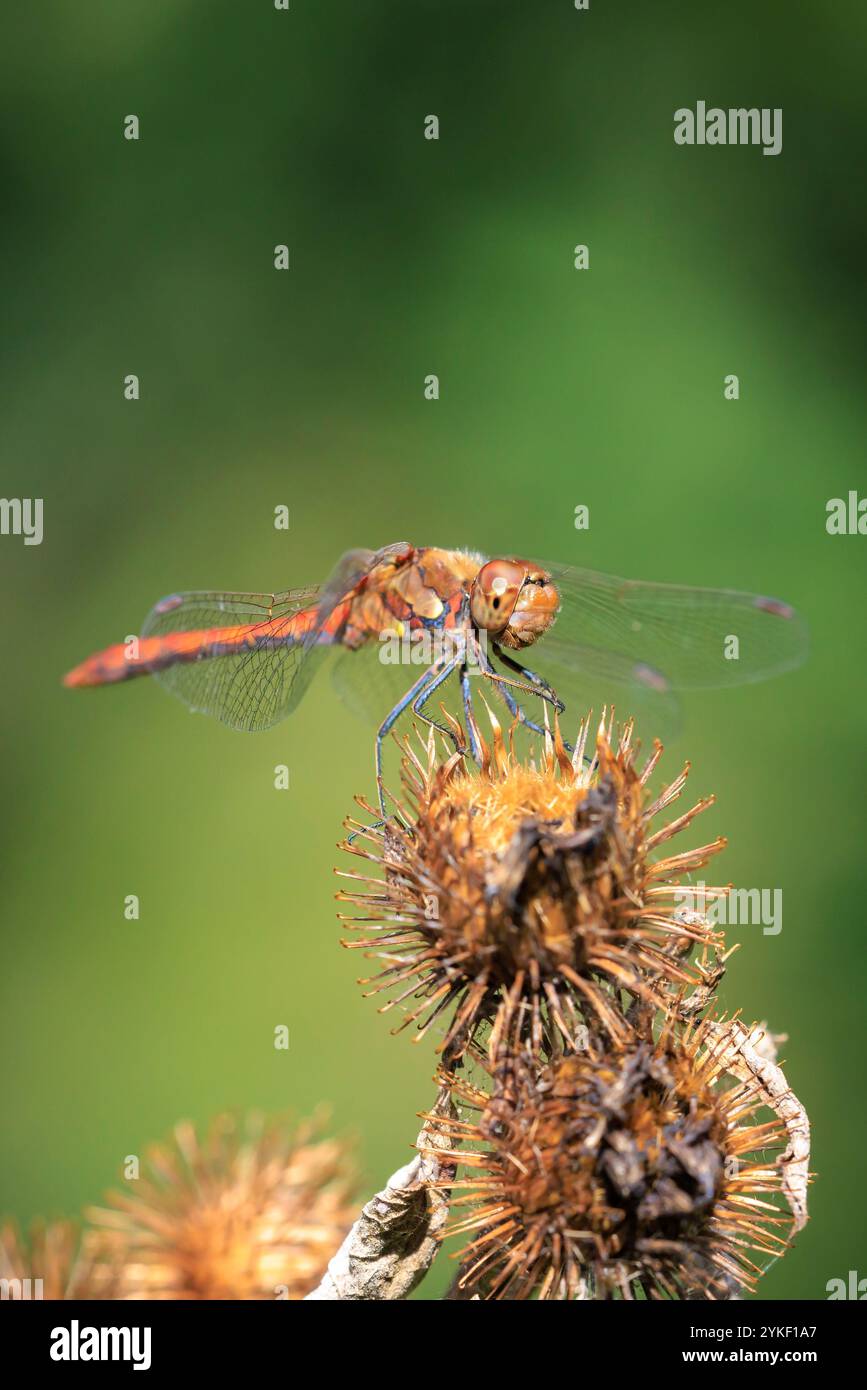 View of a common Darter, Sympetrum striolatum, male dragonfly with wings spread he is drying his ...