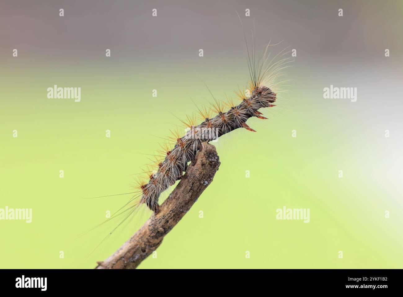 Gypsy moth or spongy moth , Lymantria dispar, caterpillar crawling and ...