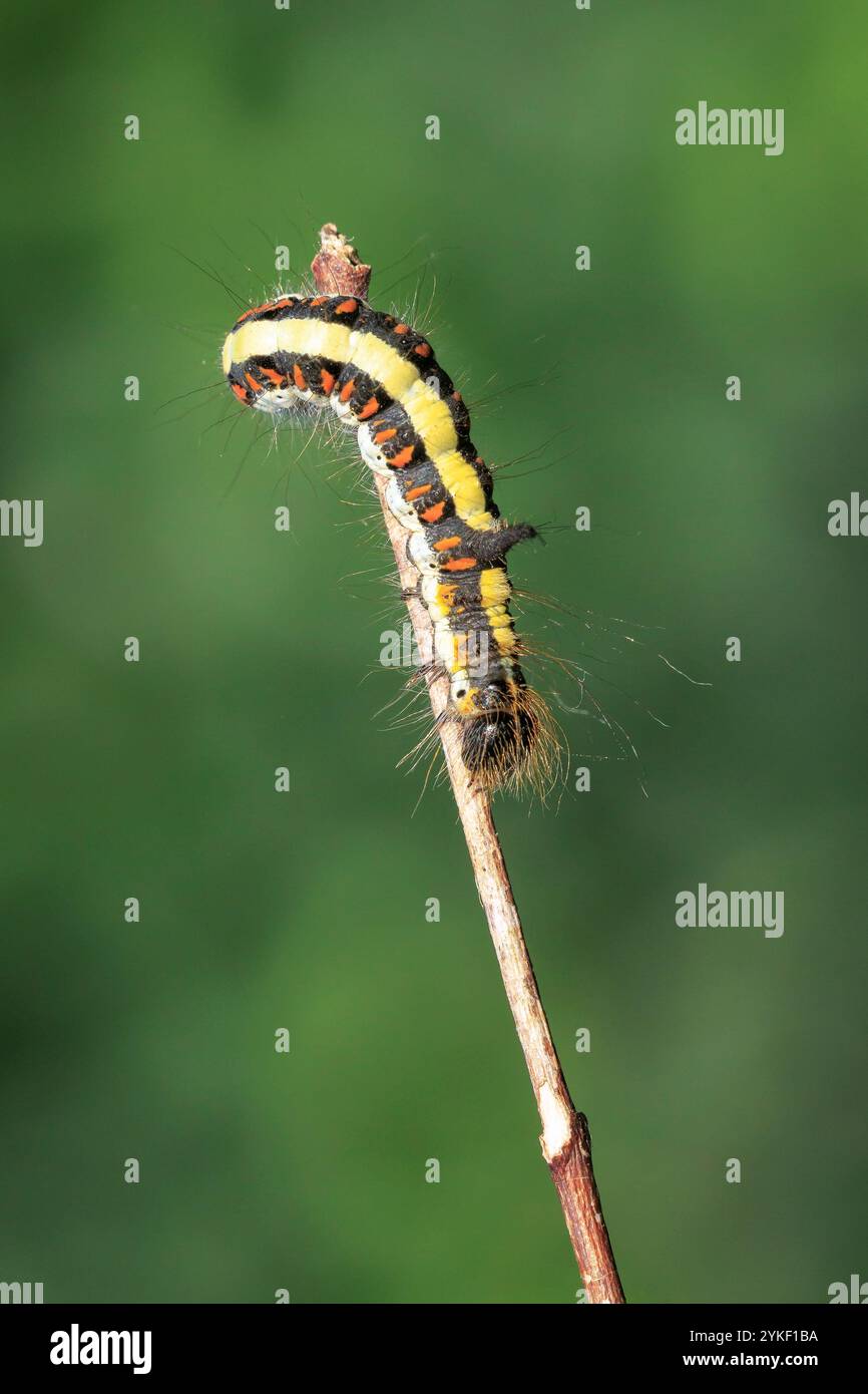 Closeup of a caterpillar of a grey dagger, Acronicta psi, moth crawling ...