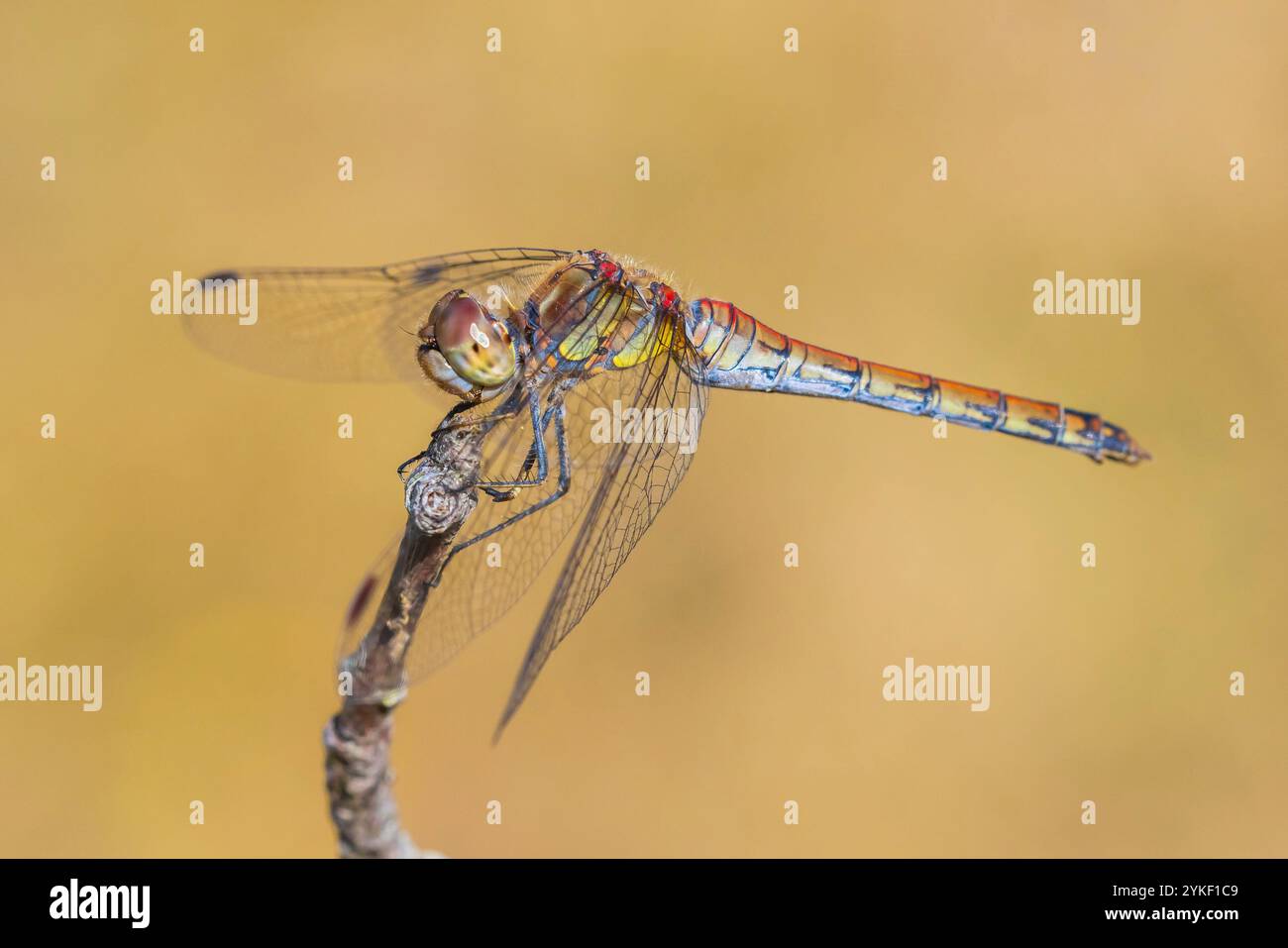 View of a common Darter, Sympetrum striolatum, male with his wings ...