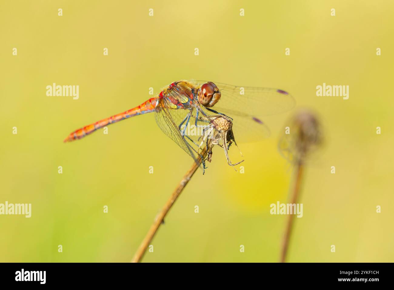 View of a common Darter, Sympetrum striolatum, male with his wings ...