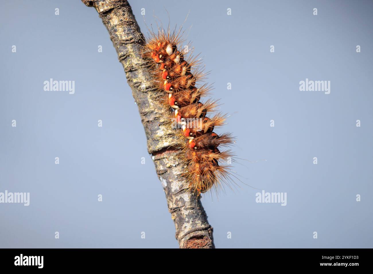 Closeup of a caterpillar or larva of a Acronicta rumicis, the knot ...