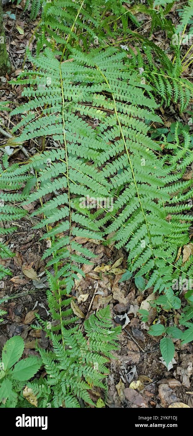 cinnamon fern (Osmundastrum cinnamomeum Stock Photo - Alamy