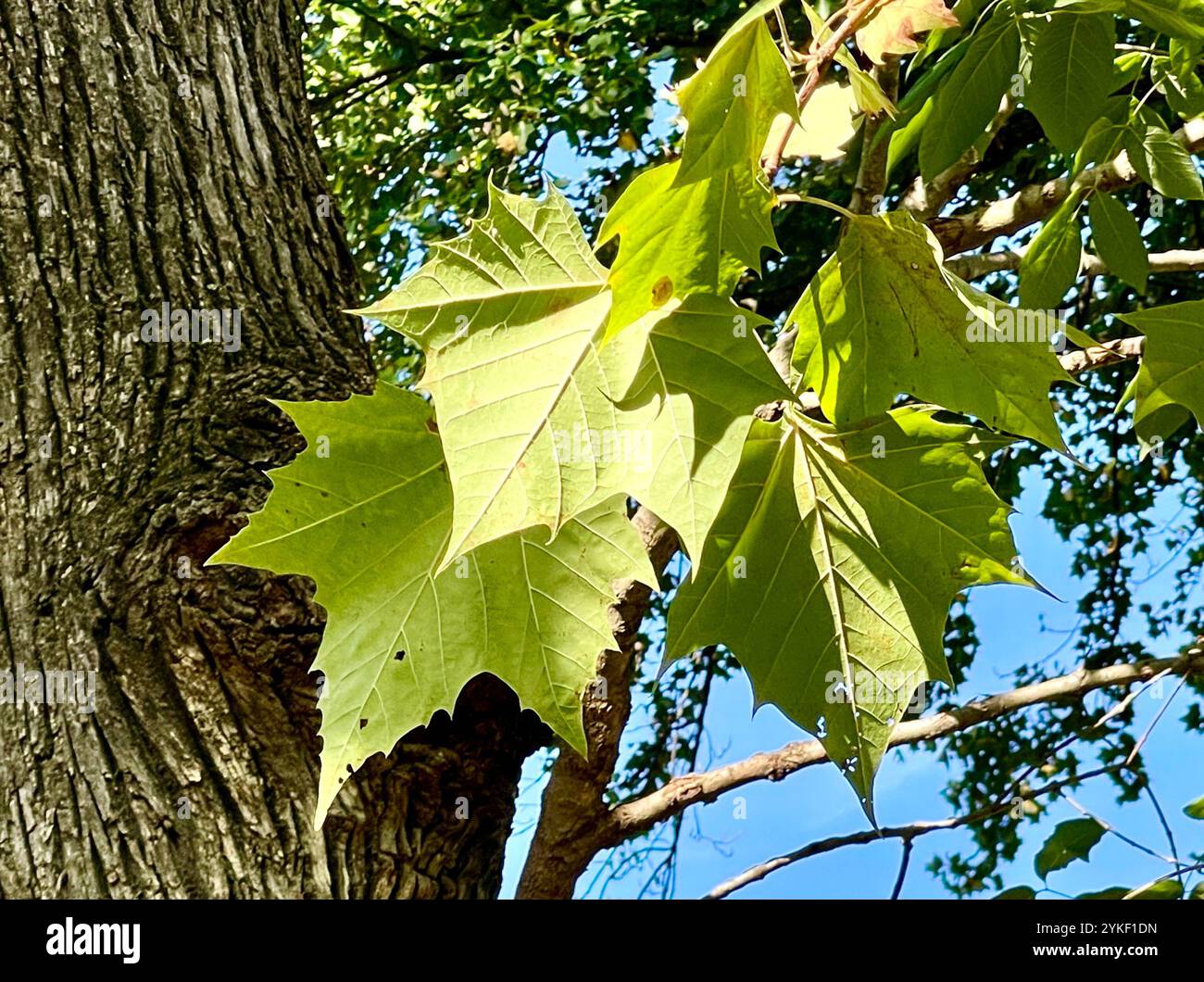 American sycamore (Platanus occidentalis Stock Photo - Alamy