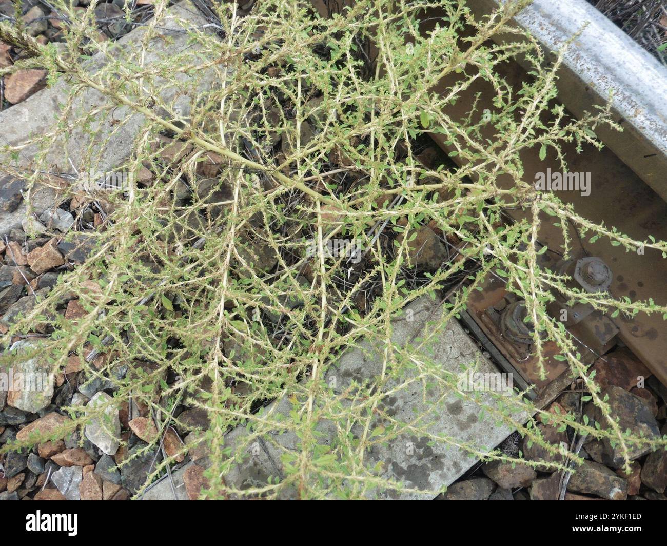prostrate pigweed (Amaranthus albus Stock Photo - Alamy