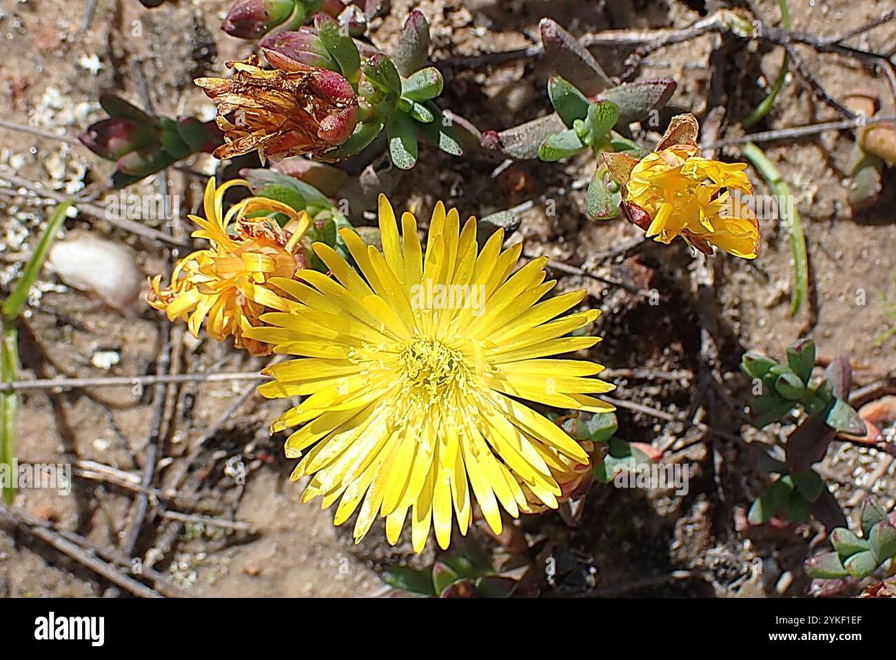 Lampranthus glaucus hi-res stock photography and images - Alamy
