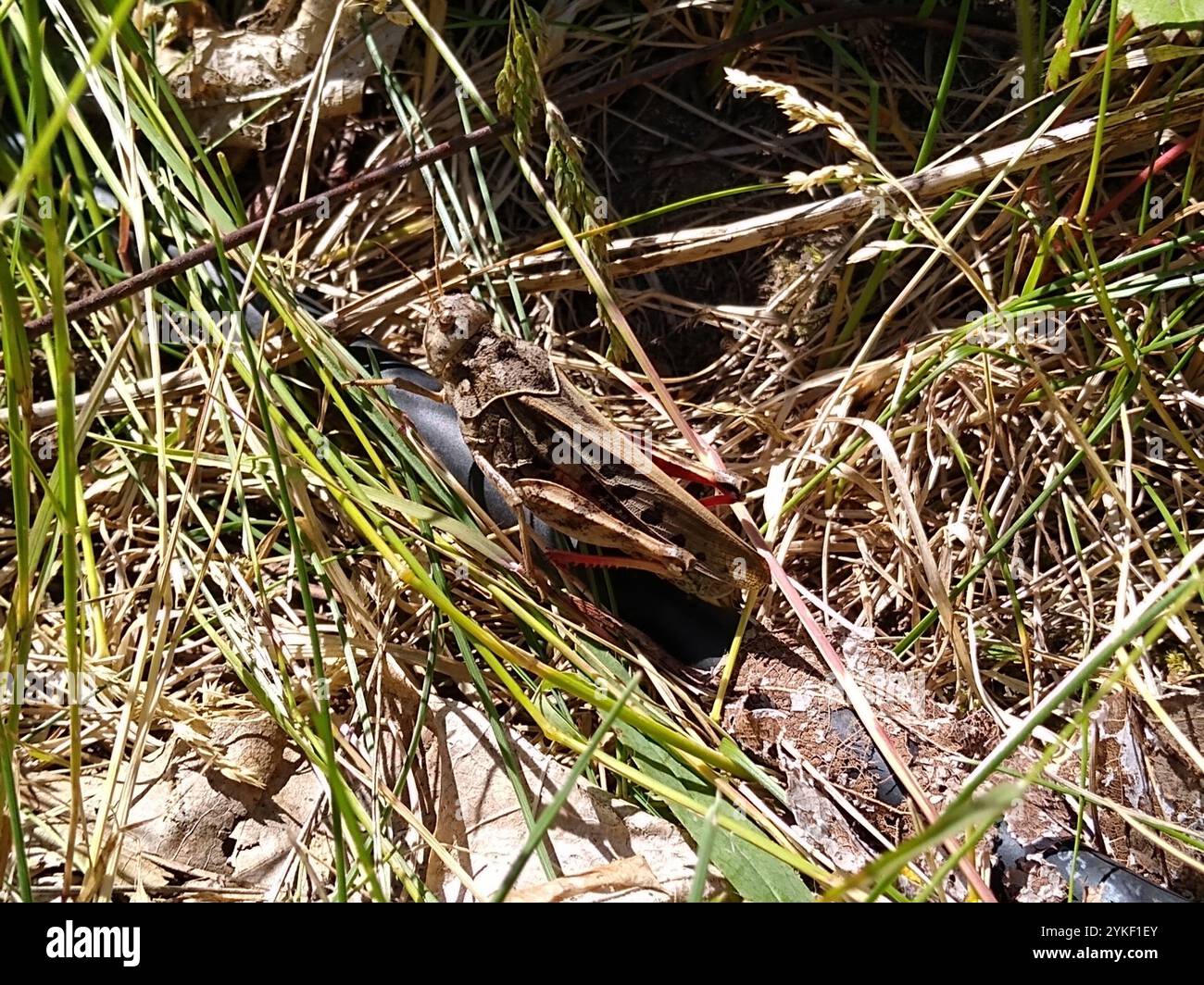 Coral-winged Grasshopper (Pardalophora apiculata Stock Photo - Alamy