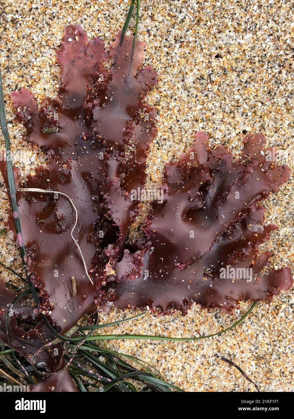 Grape Tongue (Cryptopleura ruprechtiana Stock Photo - Alamy