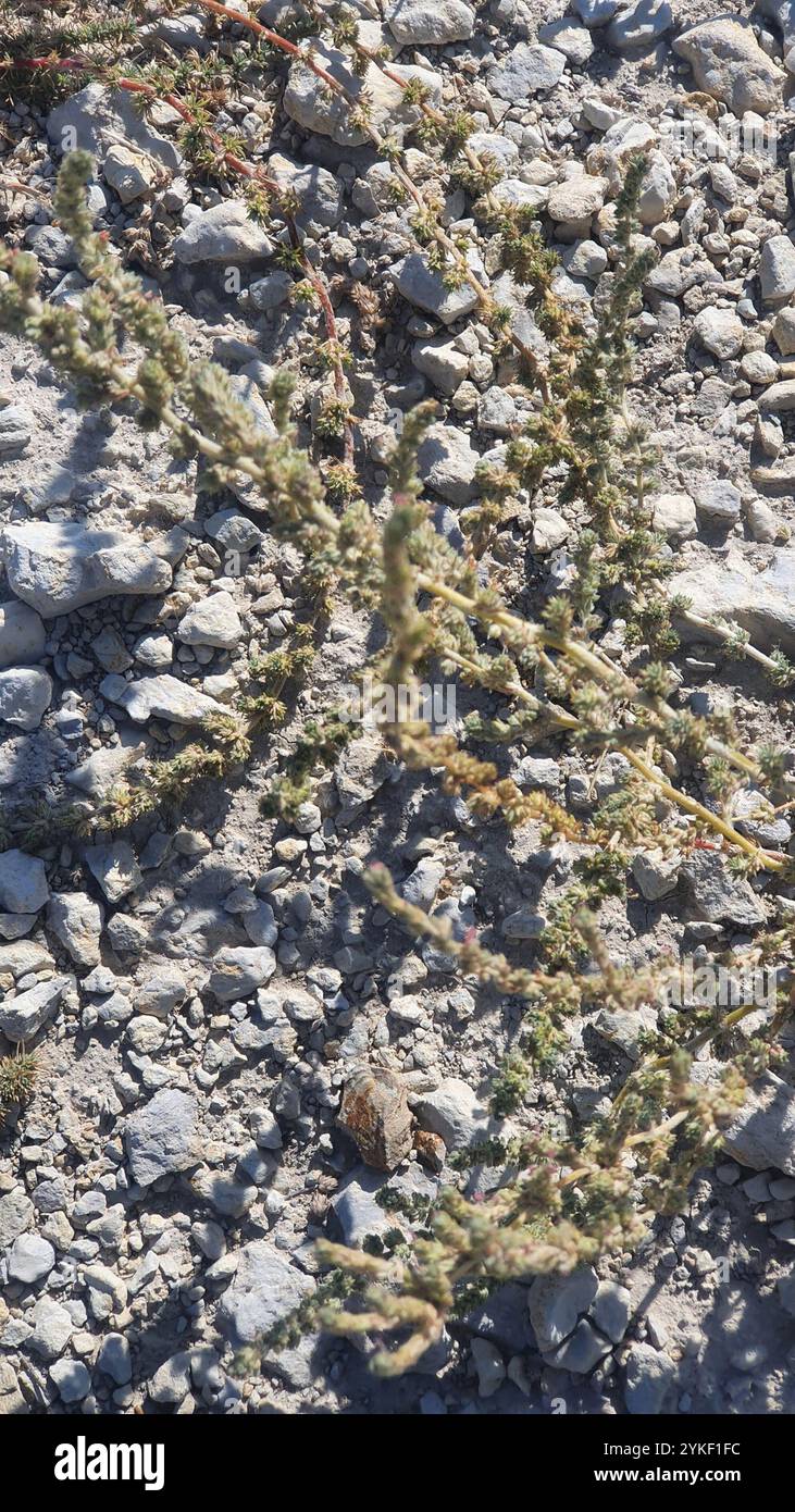 Kochia prostrata hi-res stock photography and images - Alamy