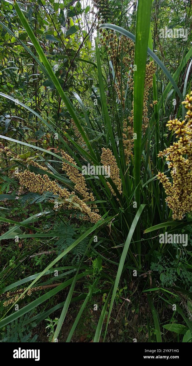 Spiny-headed Mat-rush (Lomandra longifolia Stock Photo - Alamy